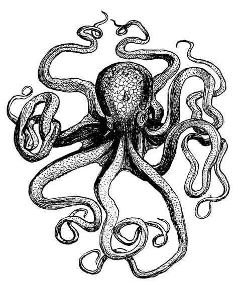 Vintage Classic Octopus Coloring Page Free Printable