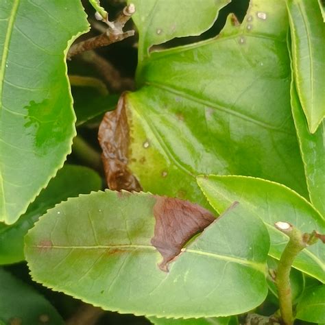 Precision And Map Not High Enough · Issue 11766 · Ultralyticsyolov5 · Github