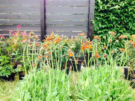 Gardenjourney Day10