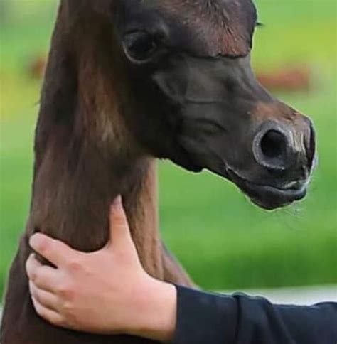 Arabianhorse Arabianhorses Arabianhorse Arabianhorses Stallion