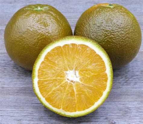 Kiwi Tomuri Mâle Pollinisateur Des Variétés Femelles à Fruit Vert