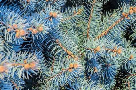 Premium Photo Beautiful Coniferous Tree Branch Closeup