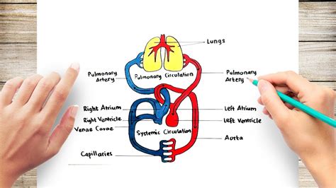 How To Draw A Human Circulatory System