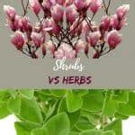 Differences Between Herbs And Shrubs SimplyBeyondHerbs