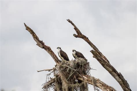 Florida Wildlife Corridor Protections Grow By 79828 Acres With Yearend