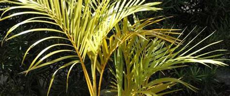 Nutrient Disorder In Oil Palm Jaow Office