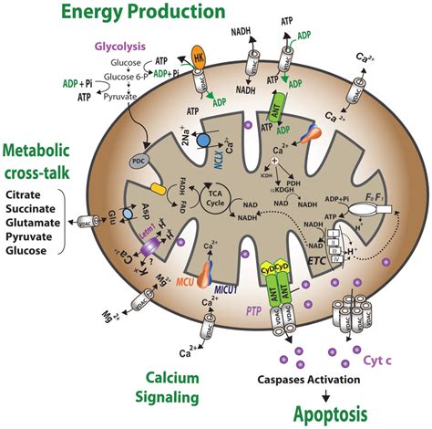 Schematic Representation Of VDAC1 As A Multi Functional Channel And Download Scientific Diagram