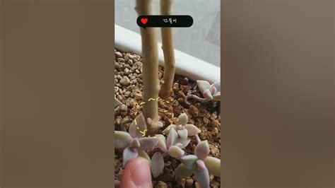 연봉 다육이 잎꽂이 꼬물이 목대 삽목 목대에서 꼬물이들 출현~~ Youtube