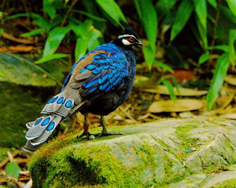 Palawan Peacock Pheasant Polyplectron Emphanum Starmind Conservation