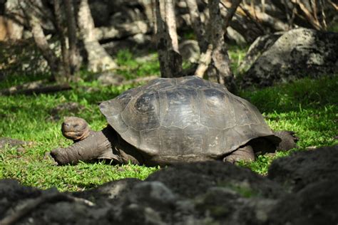 Galapagos Giant Tortoise Introductory Lesson Galapagos Conservation