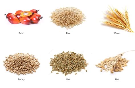Source Of Tocotrienol 2 Tocotrienol