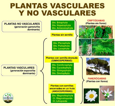 Ejemplos De Plantas No Vasculares
