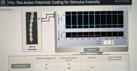 solved reset activity pex the action potential coding for