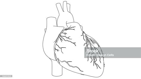 인간의 심장은 해부학 애니메이션을 이겼다 흑백으로 그리기 3차원 형태에 대한 스톡 사진 및 기타 이미지 3차원 형태 X 레이 건강관리와 의술 Istock