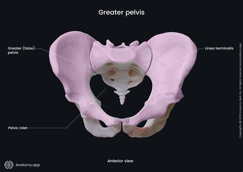 Pelvis Anatomyapp