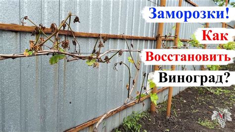 Как ВОССТАНОВИТЬ ВИНОГРАД после ЗАМОРОЗКОВ? - YouTube