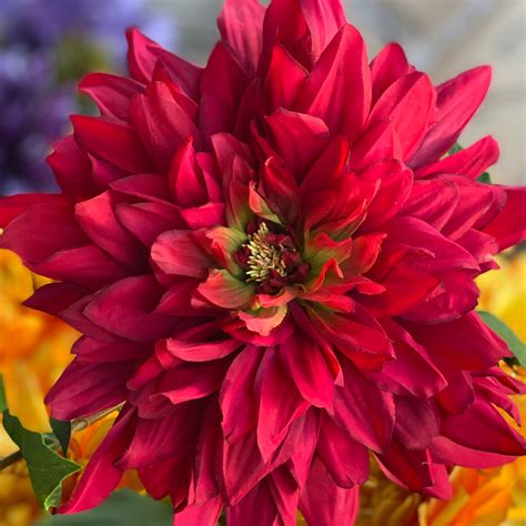 Products Barbara King Home And Garden