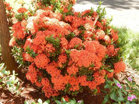 Rubiaceae Progradufu