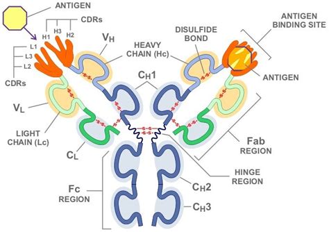 Antibody With Antigen Binding Site Biomedical Science Immune System