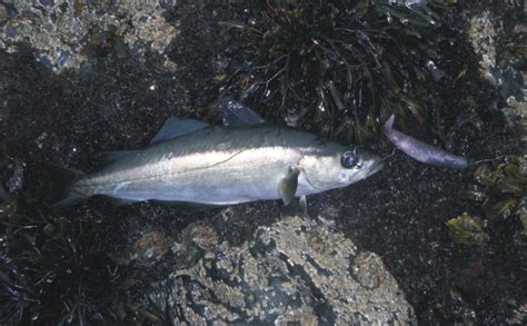 South Coast Bass By Rockhunter Nothing But Pollock 2nd October 2011