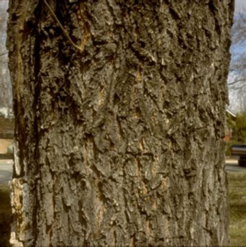 Tree Id Basics Boulder Tree