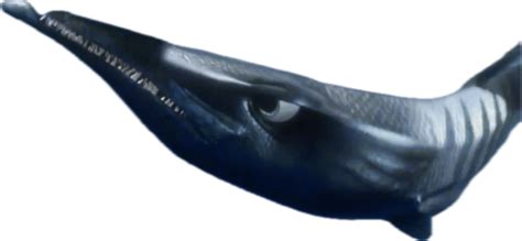 Barracuda Finding Nemo Png Image By Tyleroscartheo2808 On Deviantart