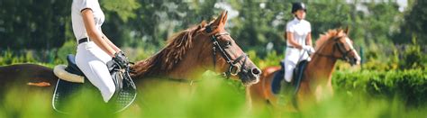 Paard And Recht Van Overbeek De Meyer Advocaten And Mediators