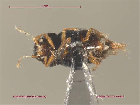 Ptiliidae