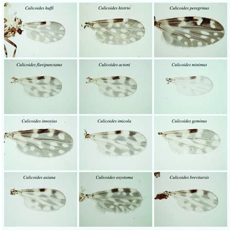 Number Of Collected Female Culicoides From Six Horse Farms In Hua Hin