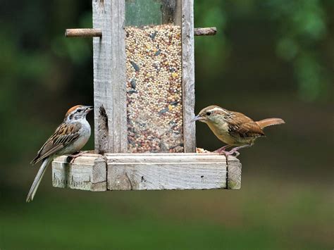 What Time Of The Day Do Birds Eat Birdfact