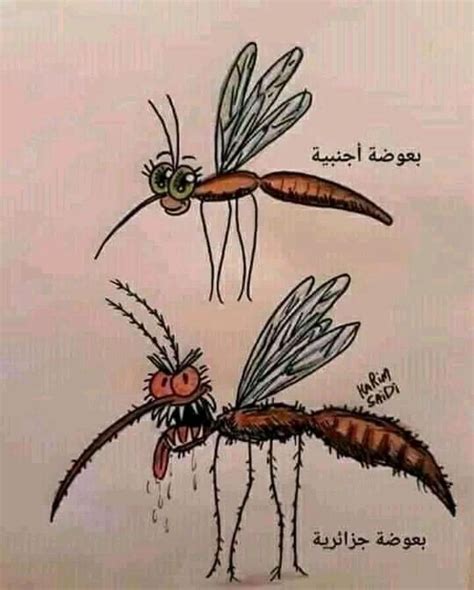 اجمل نكت جزائرية Nokat Dz