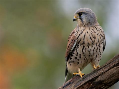 How About Another Kestrel Photo For The Weekend Looks Like A Decent