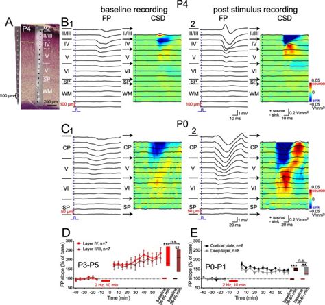 Long Term Potentiation In The Neonatal Rat Barrel Cortex In Vivo Pmc