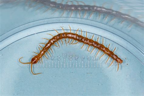 East Glamorgan Wildlife Centipede Query