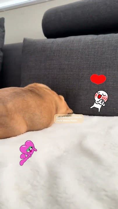 ბულდოგის ლეკვი Youtube