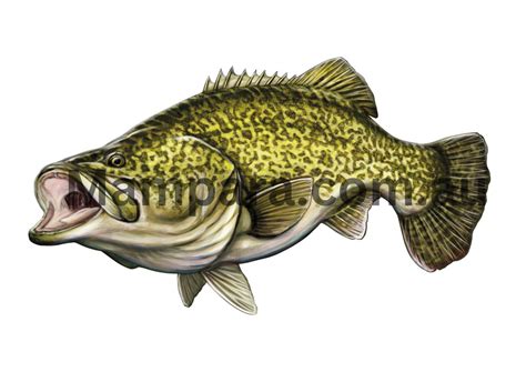 Murray Cod Print Mount 100cm In Length Mampara Australian Print