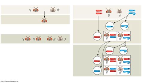 Chapter 15 Chromosomal Inheritance Flashcards Quizlet