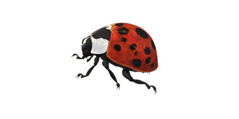 Ladybug Pngs For Free Download