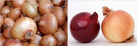 양파 효능 10가지 및 보관법 고르는 법 완벽정리 양파 효능 10가지 및 보관법 고르는 법 완벽정리