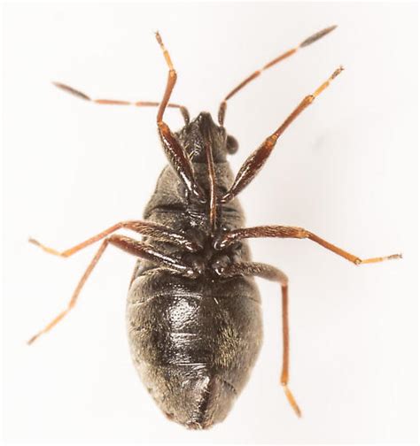 Bug Stygnocoris Rusticus BugGuide Net