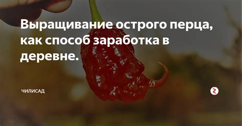 Выращивание острого перца как способ заработка в деревне Чилисад Дзен