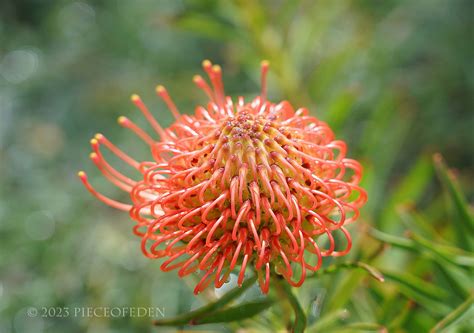 Sweet Hydrangea Alabama