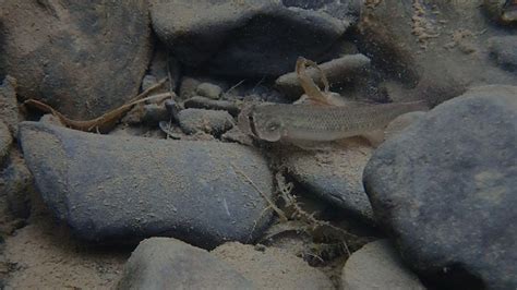 20211102 種子鯊stenogobius Genivittatus濾食 Youtube