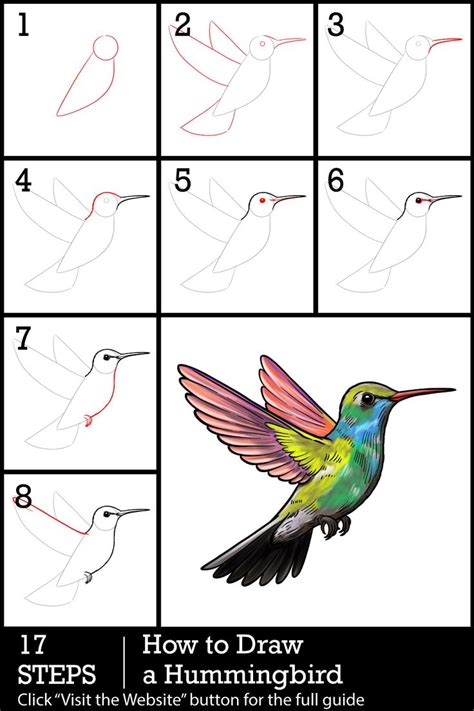 How To Draw A Realistic Hummingbird Step By Step