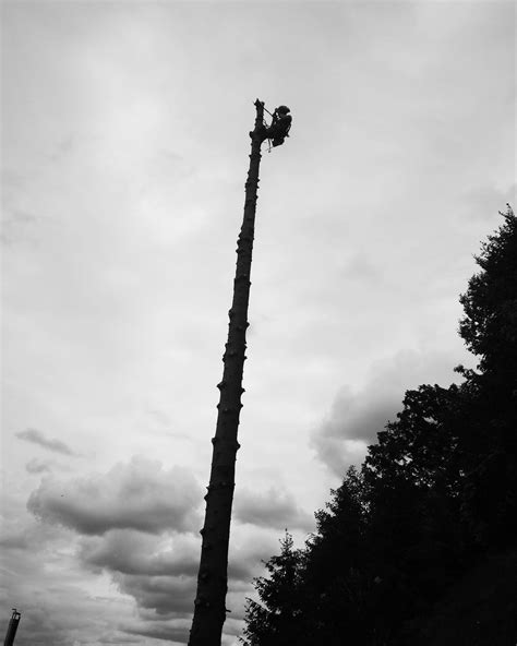 Mavik Arboristika Kranj