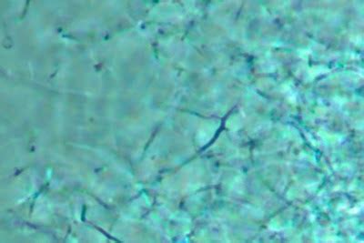 My Scientific Blog Research And Articles How To Identify The