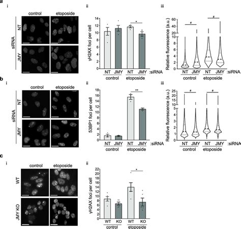 Ddr Signalling Is Impacted By Jmy A B U2os Cells Transfected With Jmy