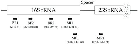 Map Showing The Location Of Primers On The 16s Rrna And 23s Rrna Gene