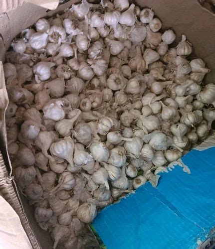 Garlic Small Size At Rs 299 Kg लहसुन In Ajmer Id 2854780350197