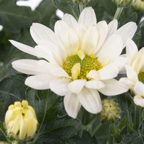 Conoce Las 10 Flores Blancas MÁs Bellas Para El JardÍn
